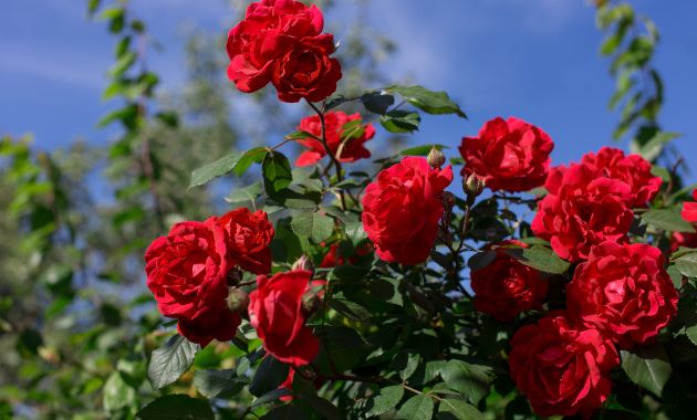 Cara Menanam Bunga Mawar Mudah Hasil Memukau, Wajib Dicoba!