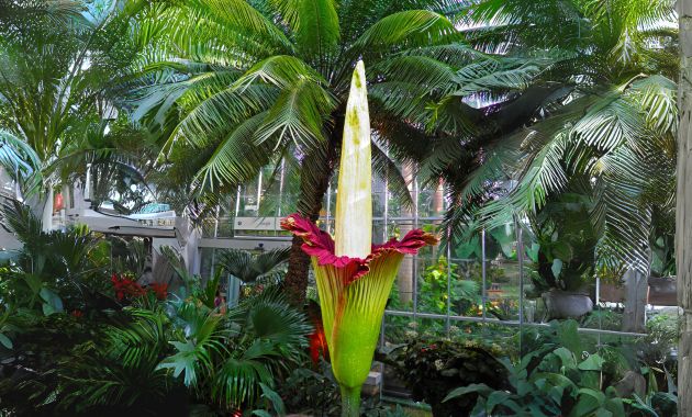 Fakta Terbaru Bunga Bangkai Raksasa Si Mekar Semerbak