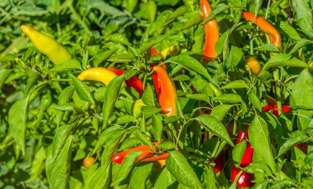 Cara Mudah Menanam Cabe Rawit Yang Benar Bagi Para Pemula